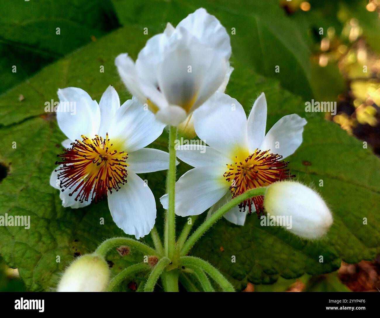 African hemp (Sparrmannia africana Stock Photo - Alamy
