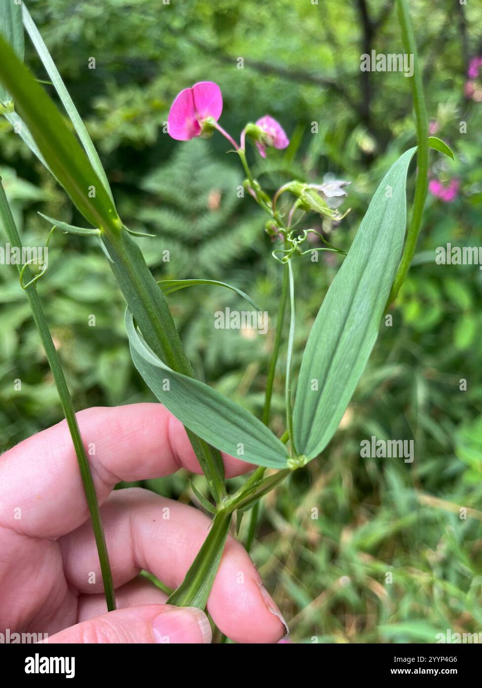 Narrow-leaved Everlasting-pea (Lathyrus sylvestris Stock Photo - Alamy