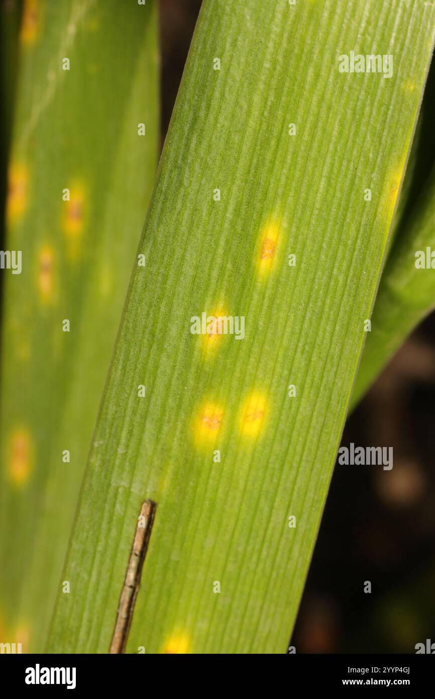 iris rust (Puccinia iridis Stock Photo - Alamy