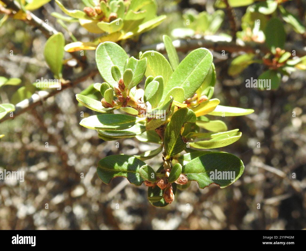 Buckbrush (Ceanothus cuneatus Stock Photo - Alamy