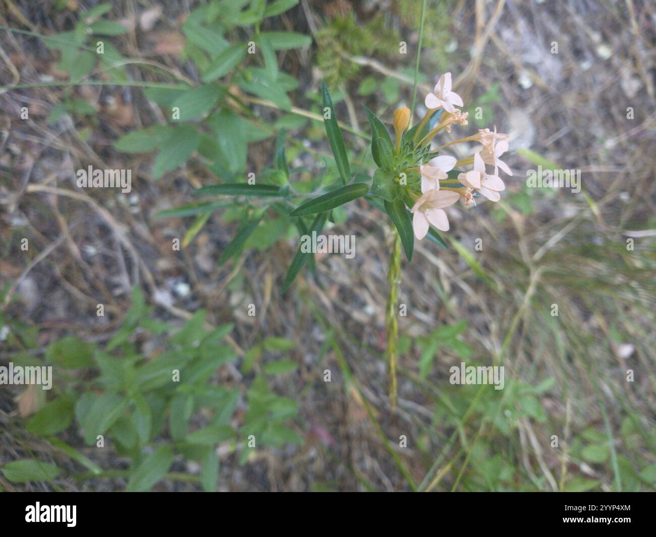 grand collomia (Collomia grandiflora Stock Photo - Alamy