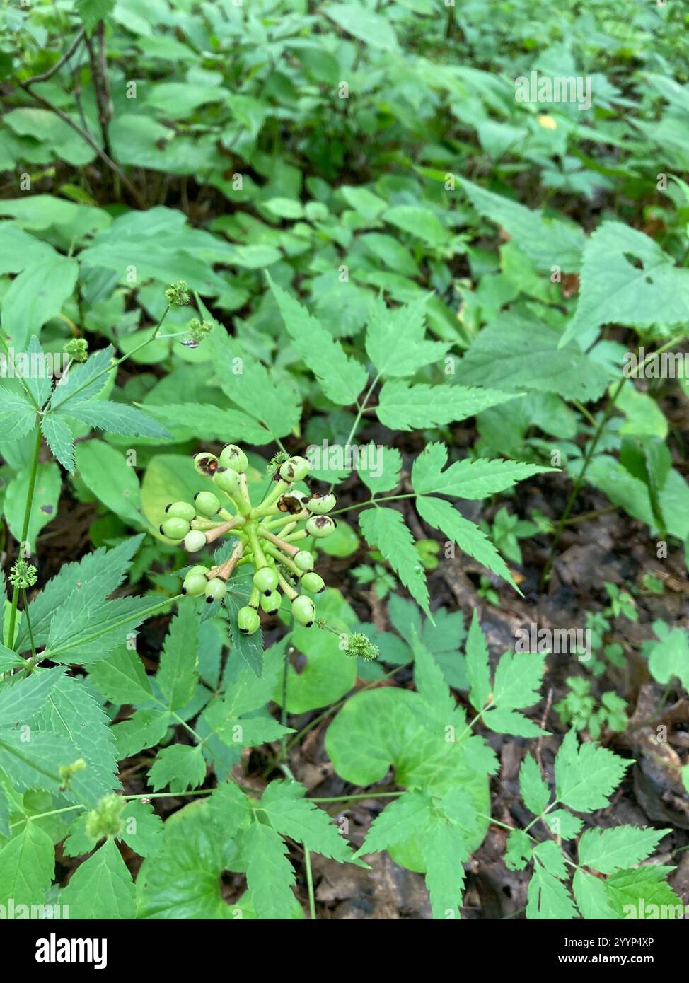 white baneberry (Actaea pachypoda Stock Photo - Alamy