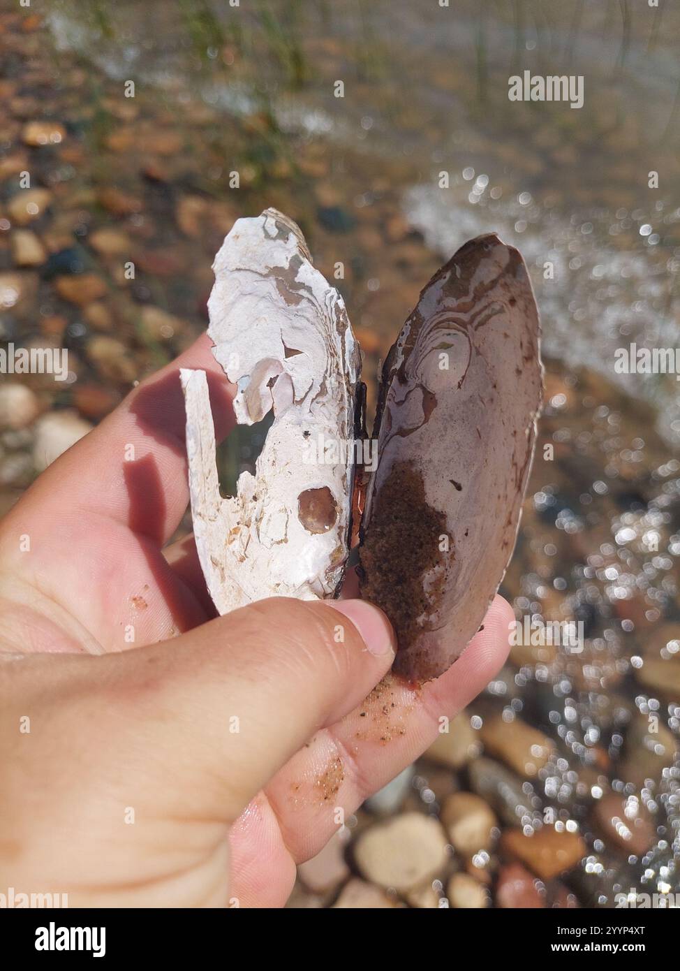 Eastern Elliptio (Elliptio complanata Stock Photo - Alamy
