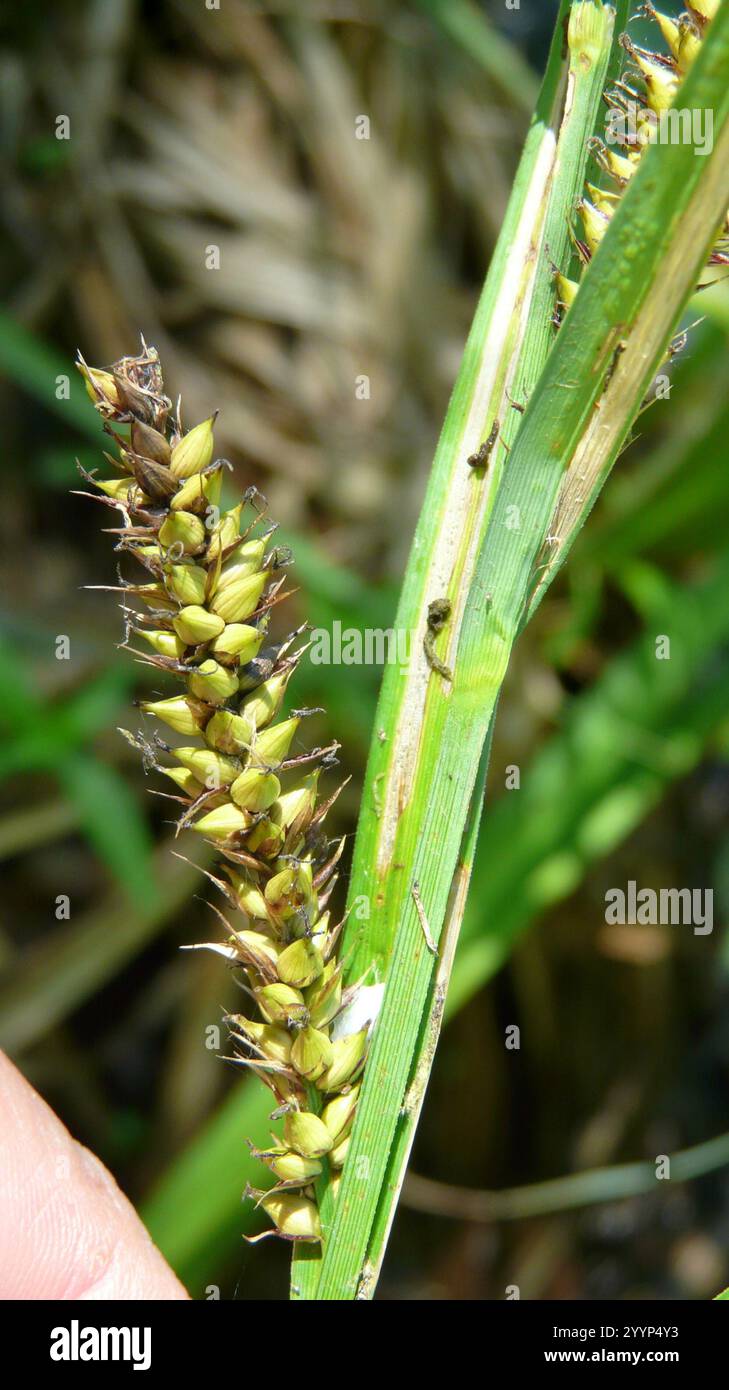 lesser pond sedge (Carex acutiformis Stock Photo - Alamy