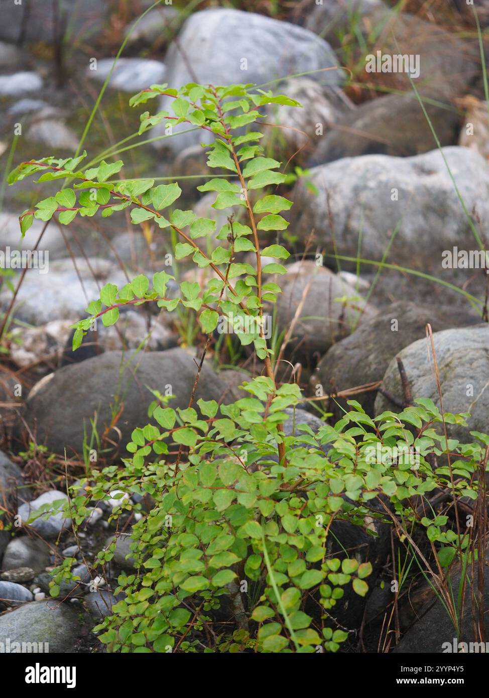 Subcostate Crape Myrtle (Lagerstroemia subcostata Stock Photo - Alamy
