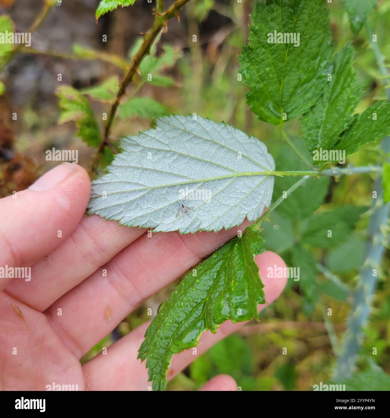 whitebark raspberry (Rubus leucodermis Stock Photo - Alamy