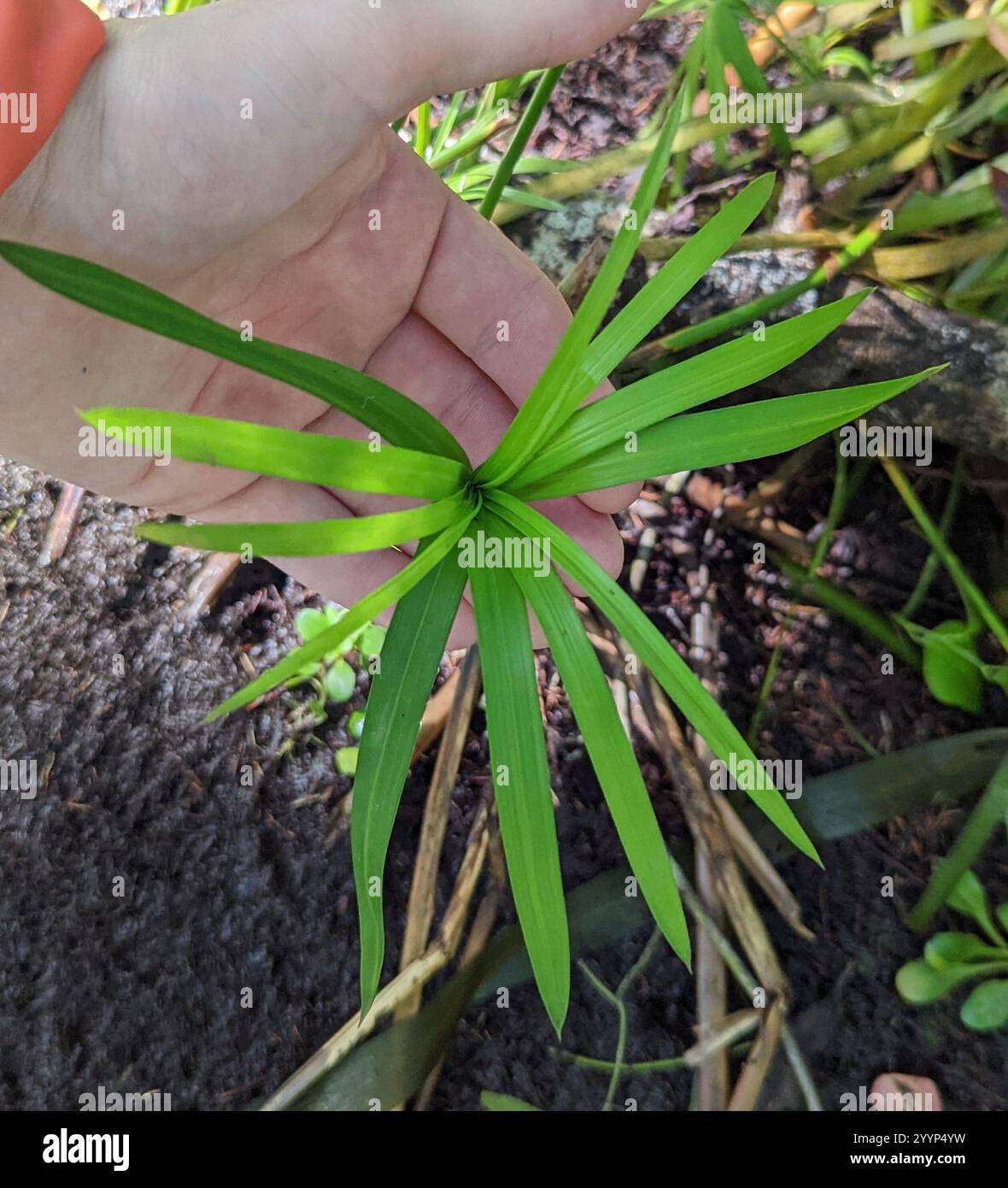 Umbrella papyrus (Cyperus alternifolius flabelliformis Stock Photo - Alamy