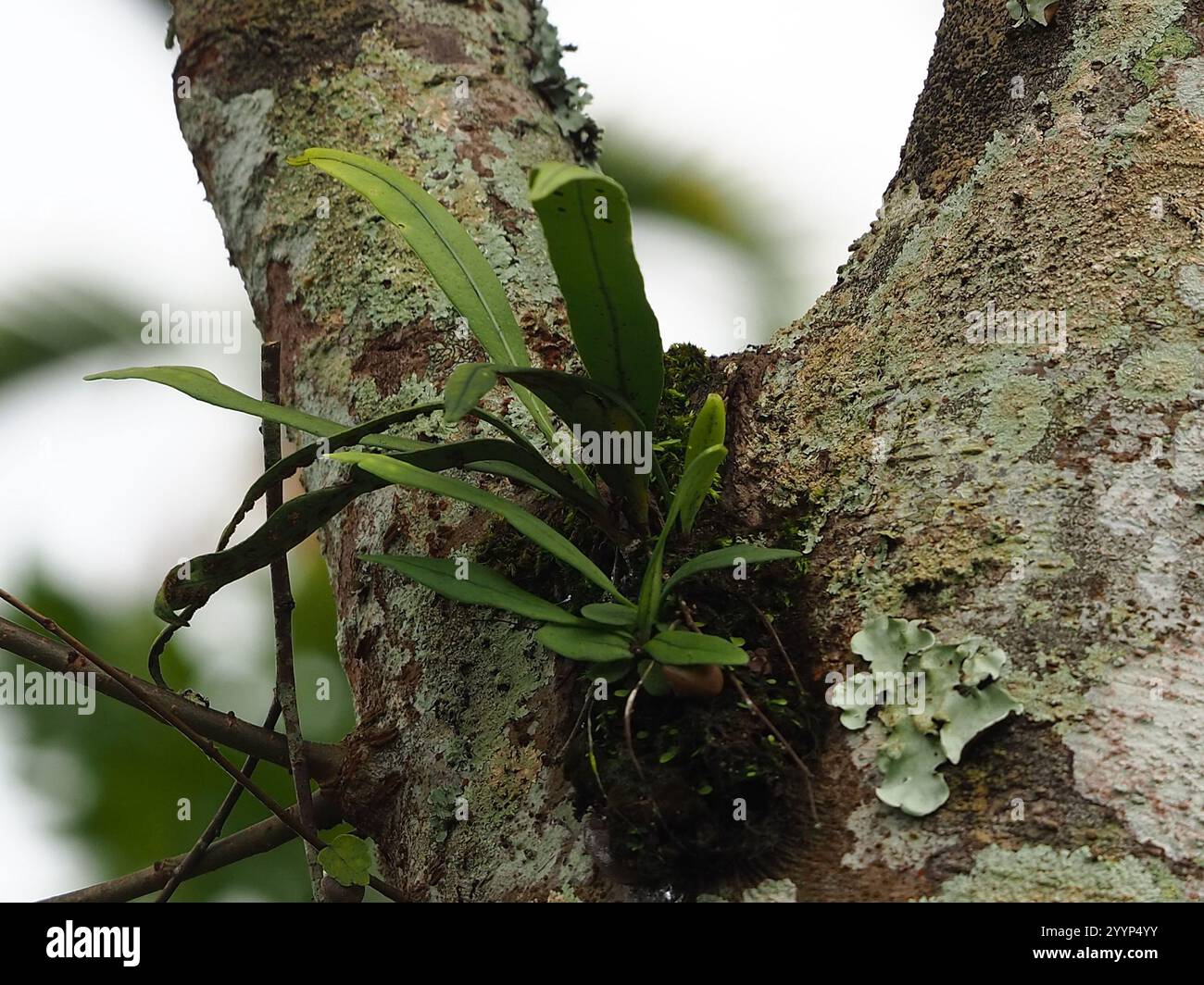 Weeping fern hi-res stock photography and images - Alamy