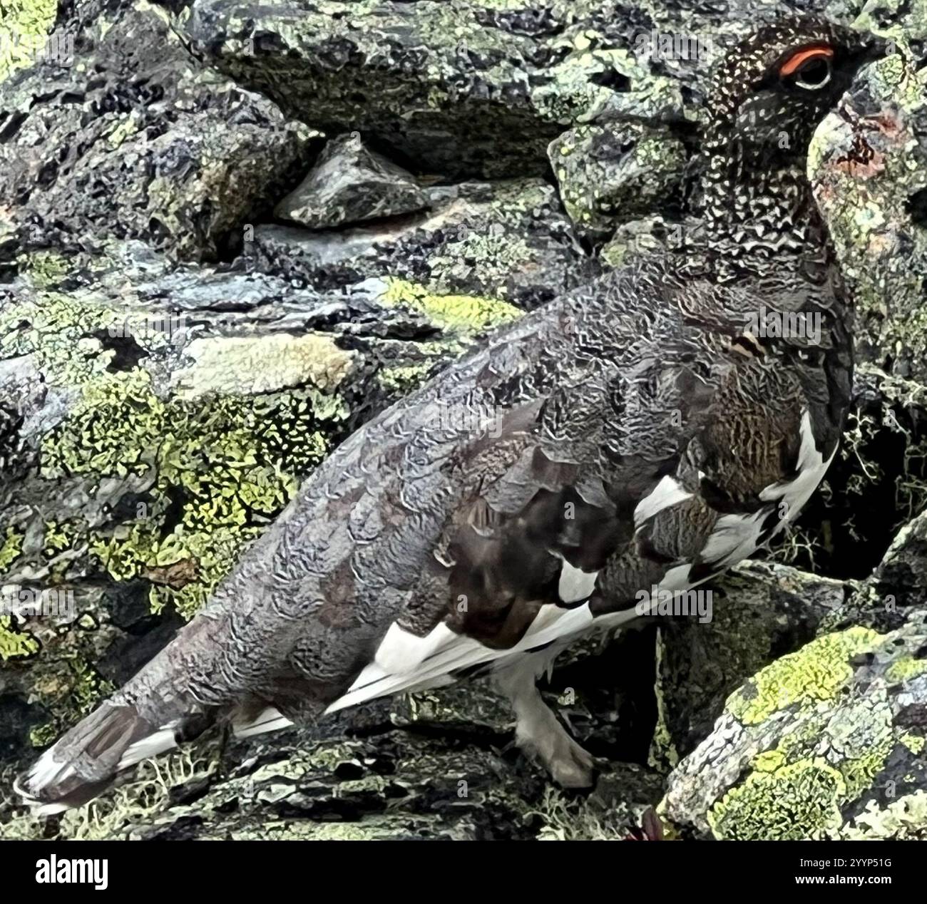 Rock Ptarmigan (Lagopus muta Stock Photo - Alamy