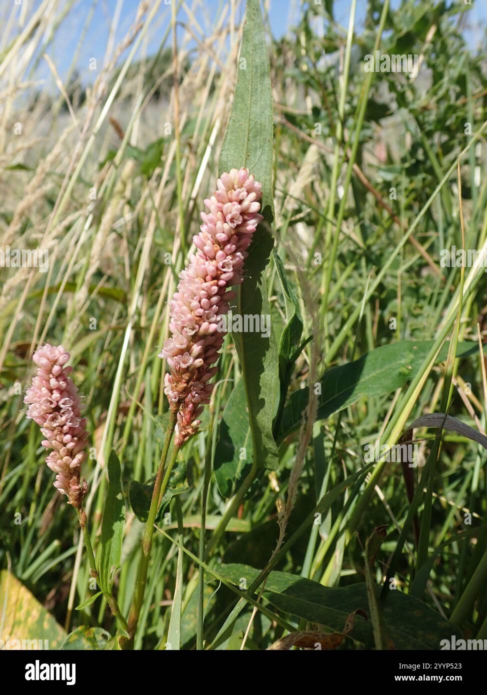 water smartweed (Persicaria amphibia Stock Photo - Alamy