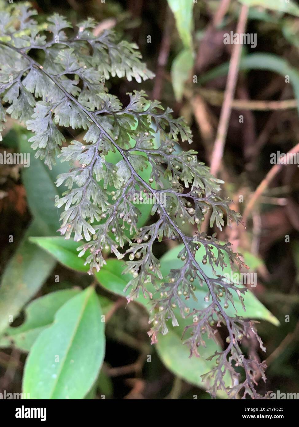filmy ferns (Hymenophyllum Stock Photo - Alamy