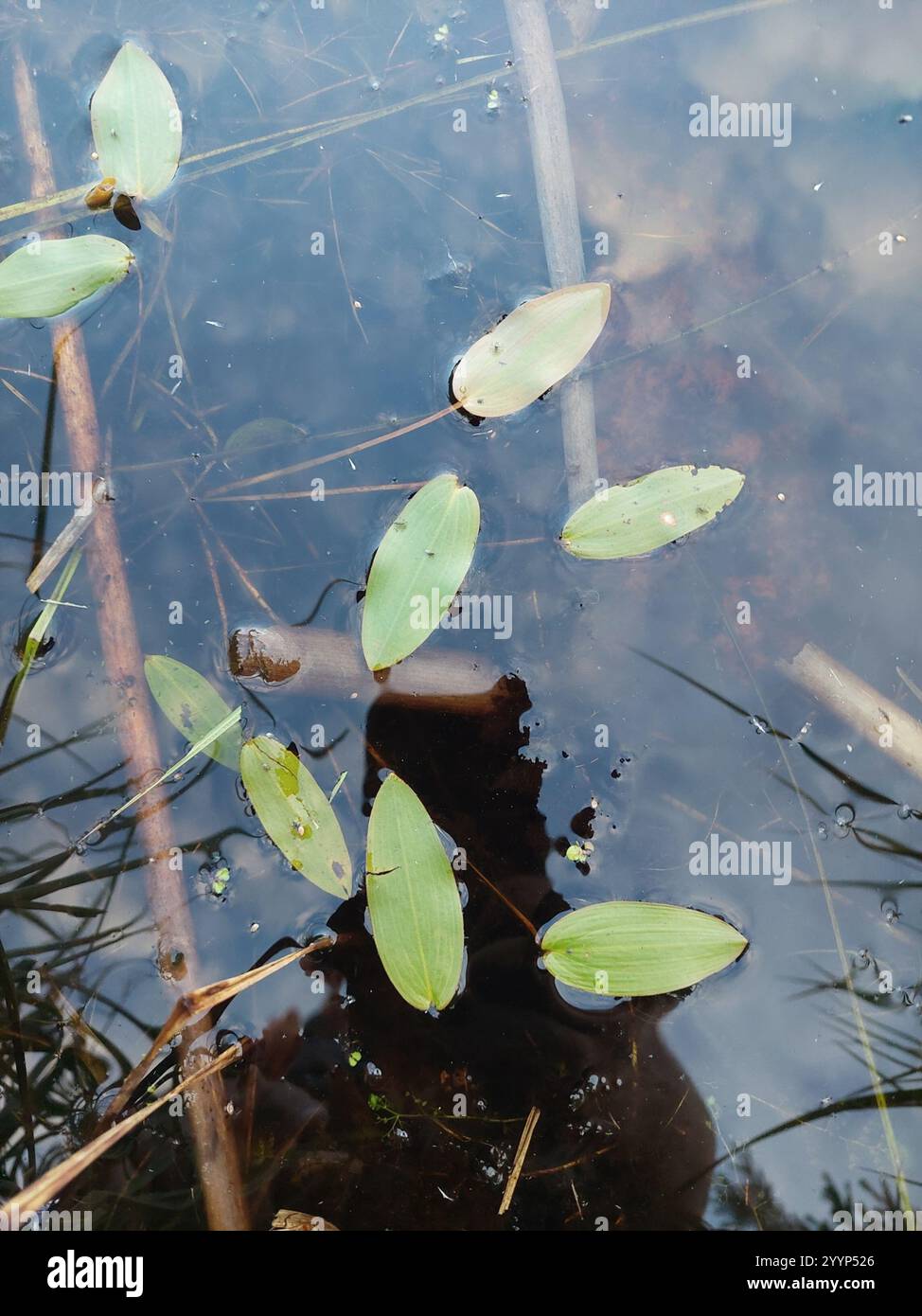 floating-leaved pondweed (Potamogeton natans Stock Photo - Alamy