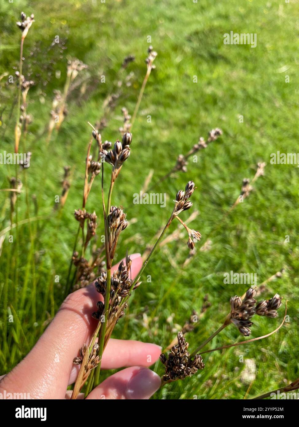 Heath rush juncus squarrosus hi-res stock photography and images - Alamy
