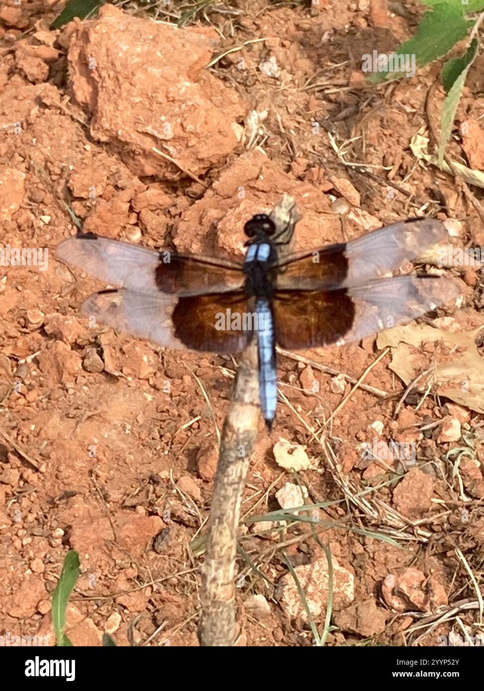 Widow Skimmer (Libellula luctuosa Stock Photo - Alamy