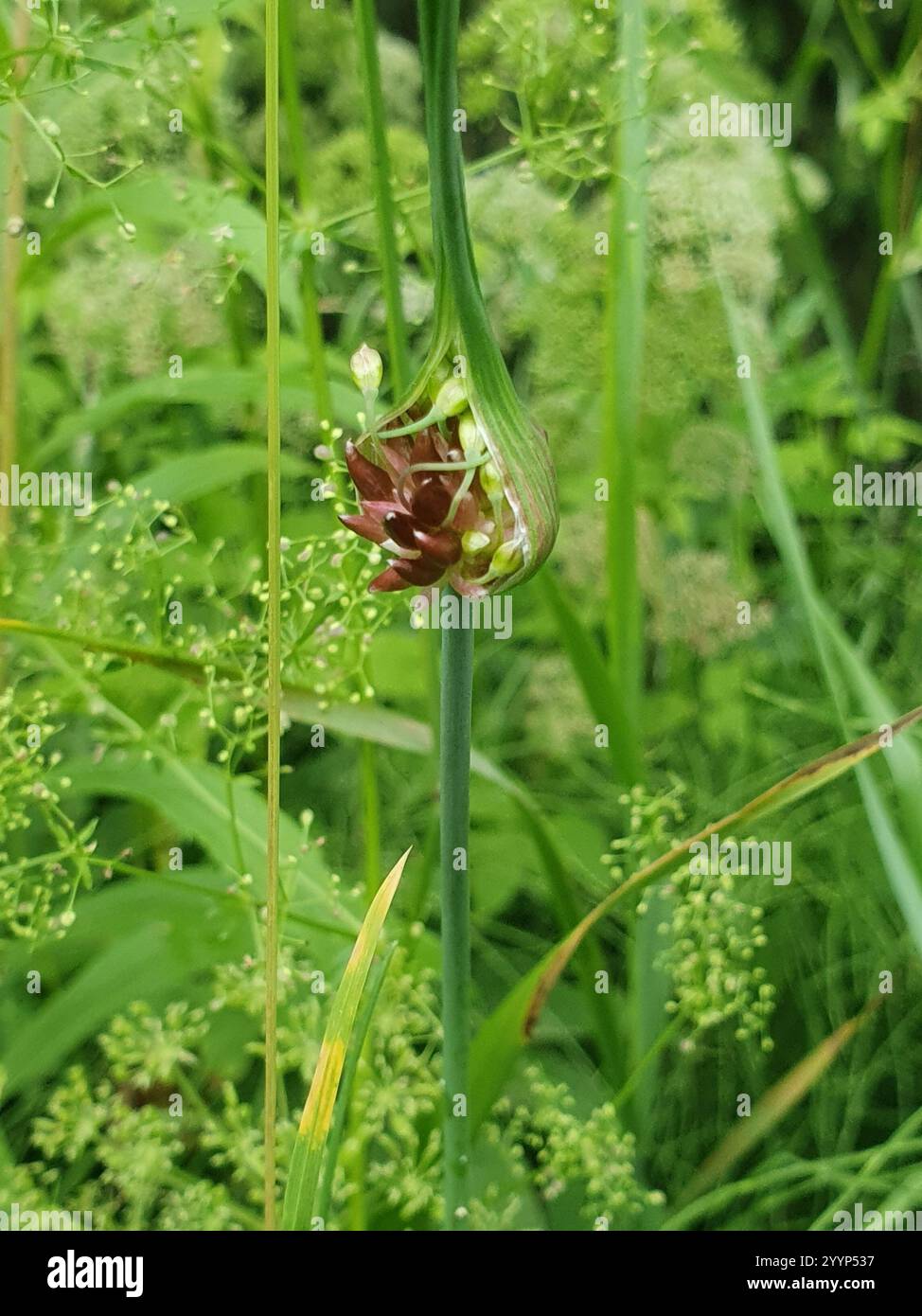 field garlic (Allium oleraceum Stock Photo - Alamy