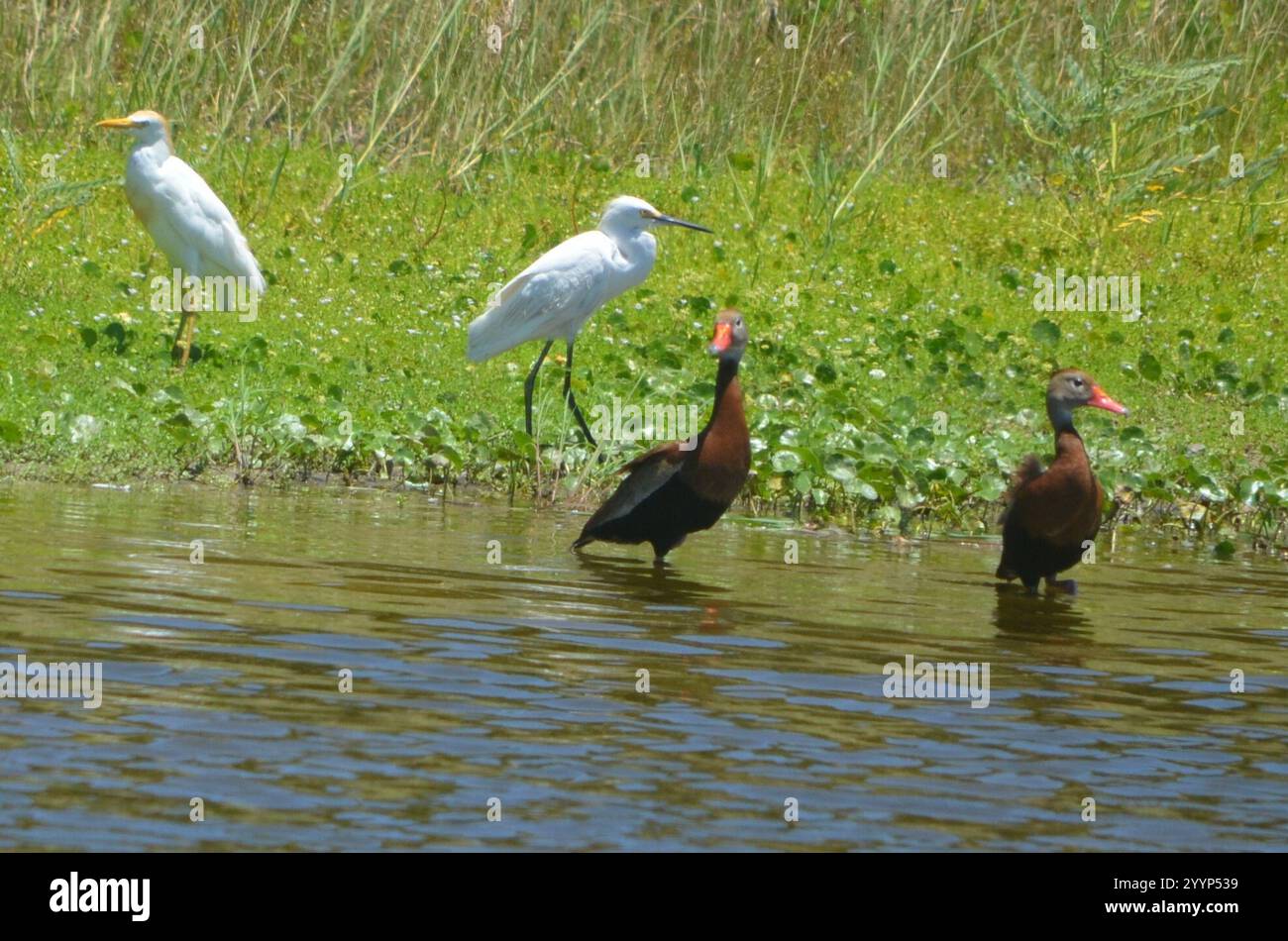 Western Cattle-Egret (Ardea ibis Stock Photo - Alamy