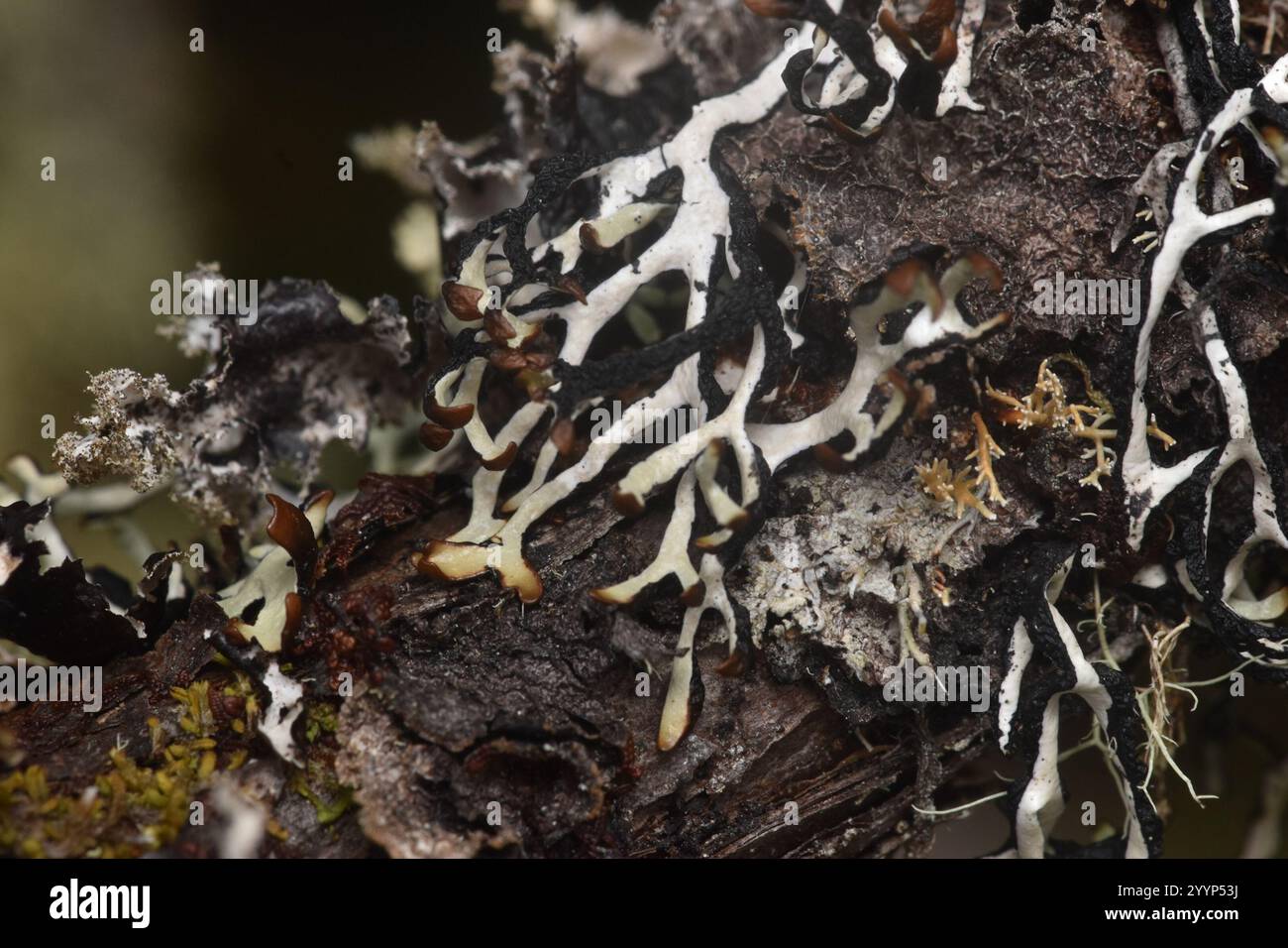 Tube Lichens (Hypogymnia Stock Photo - Alamy