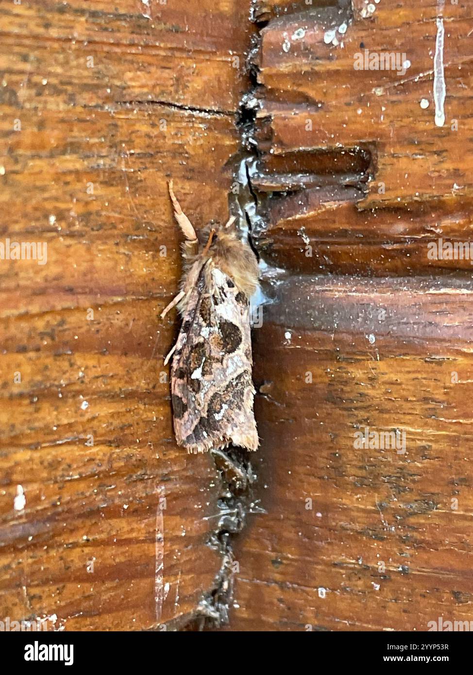 Map winged swift hi-res stock photography and images - Alamy