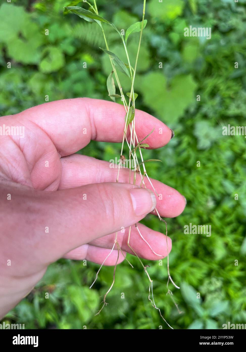 Japanese stiltgrass (Microstegium vimineum Stock Photo - Alamy