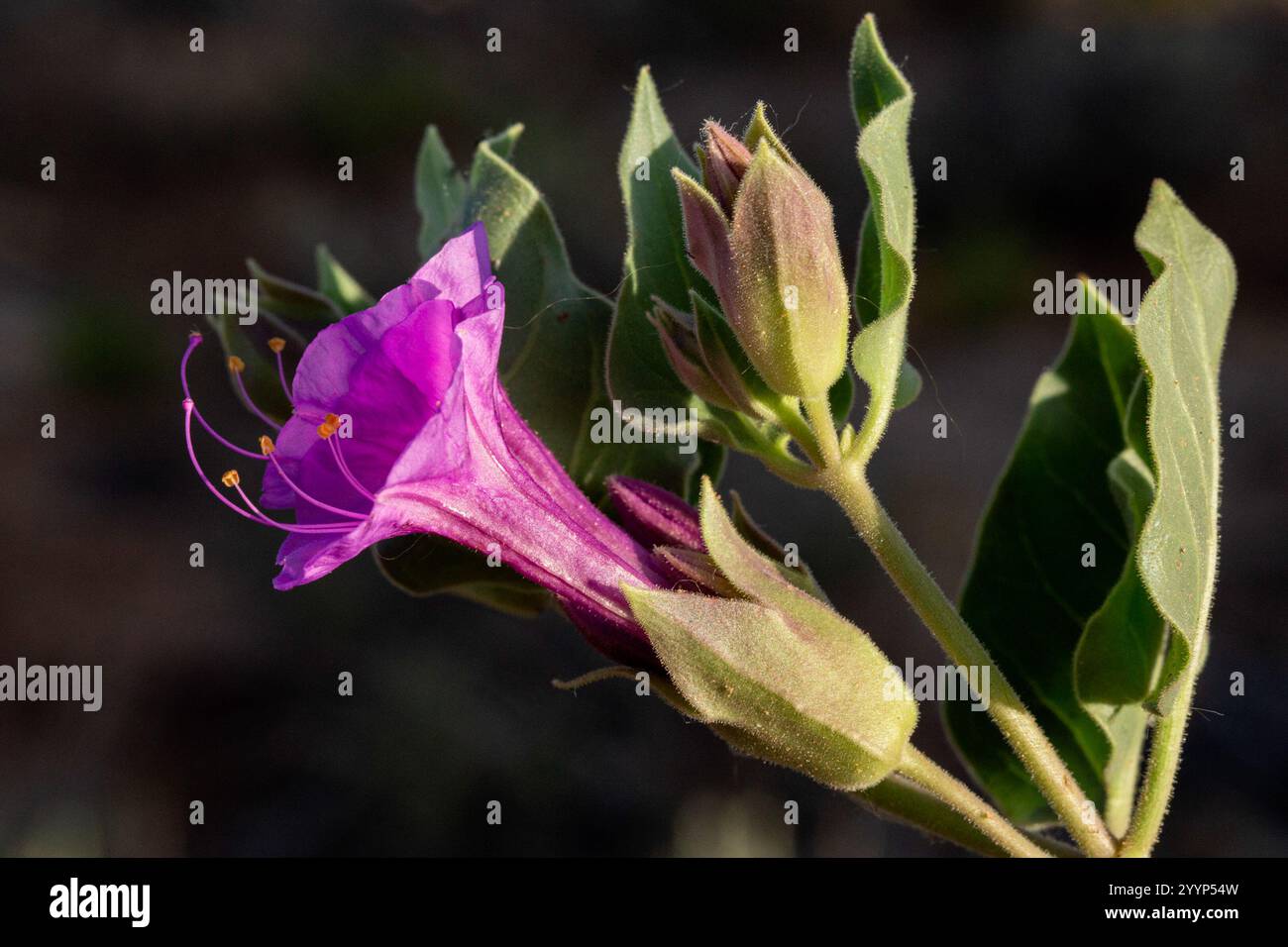 Colorado Four o'Clock (Mirabilis multiflora Stock Photo - Alamy