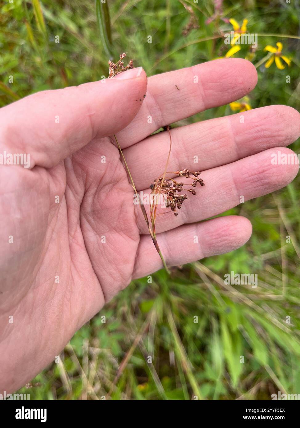 Small-flower Woodrush (Luzula parviflora Stock Photo - Alamy