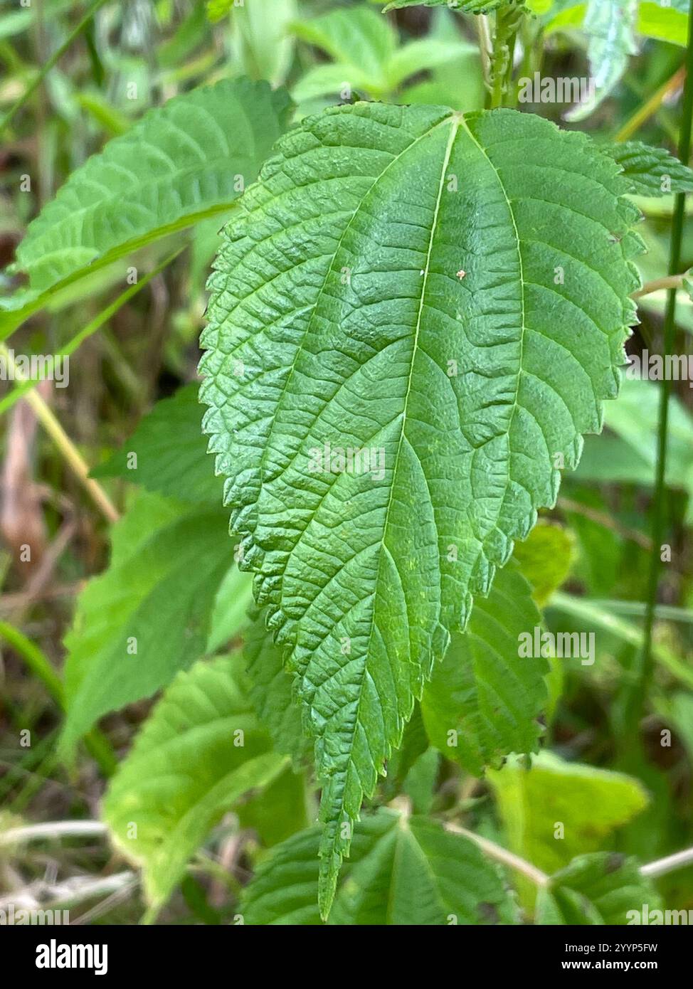 false nettle (Boehmeria cylindrica Stock Photo - Alamy