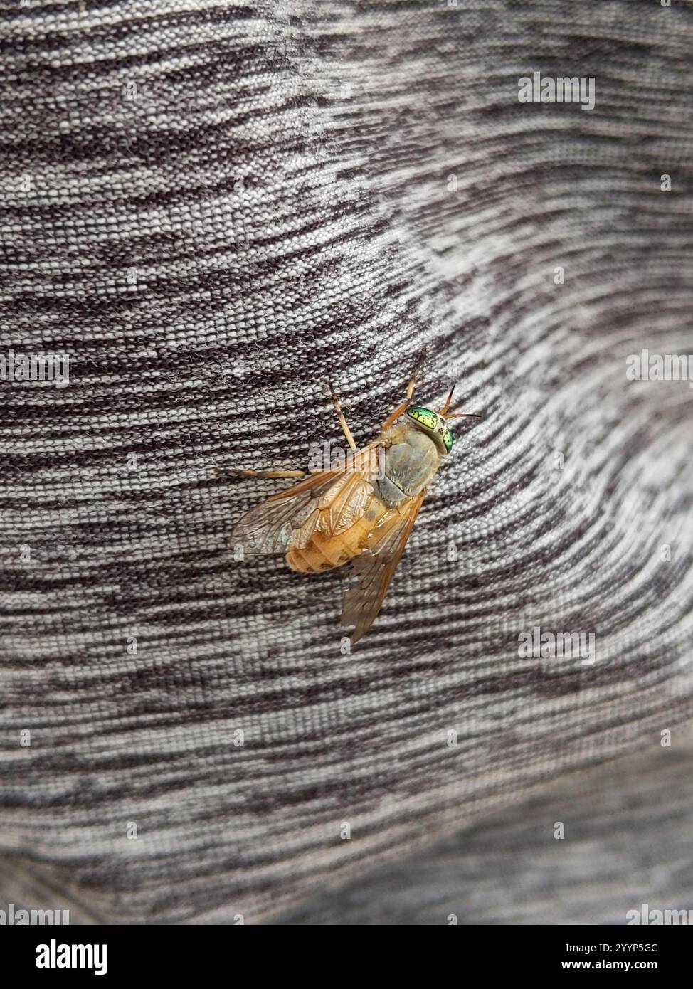 Golden Deer Fly (Silvius gigantulus Stock Photo - Alamy
