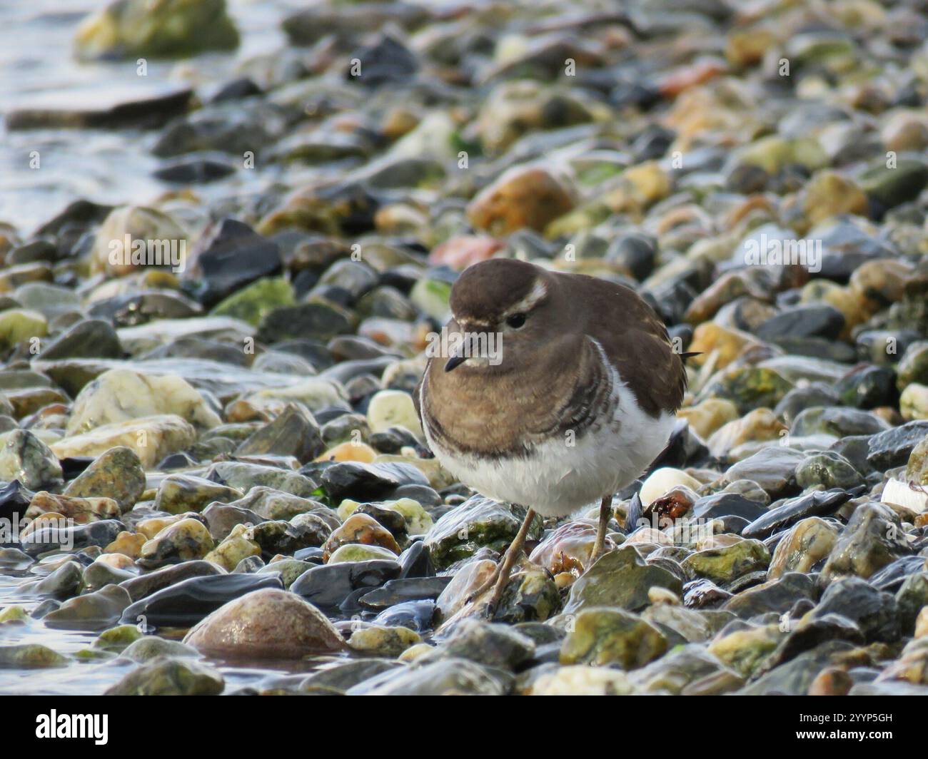 Rufous-chested Dotterel (Zonibyx modestus Stock Photo - Alamy