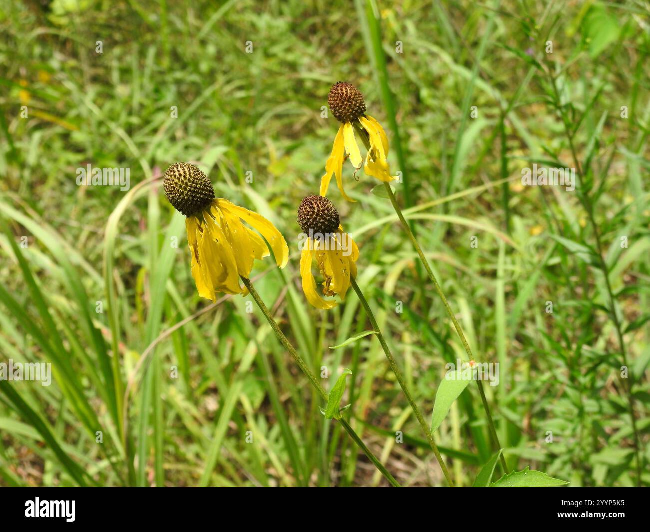 grey-headed coneflower (Ratibida pinnata Stock Photo - Alamy