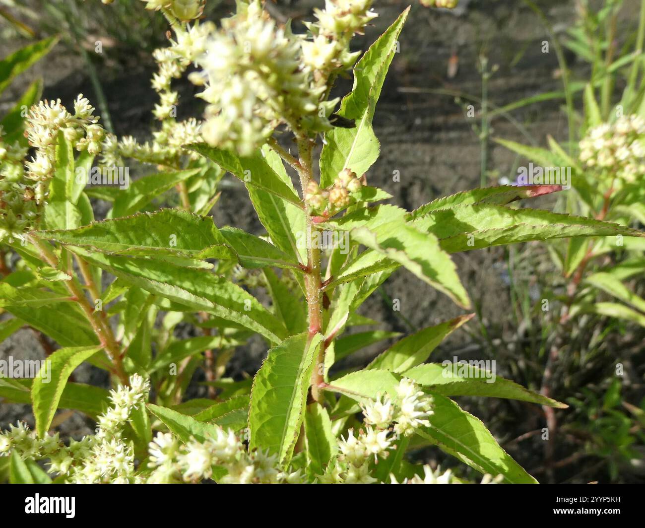 Penthorum sedoides hi-res stock photography and images - Alamy