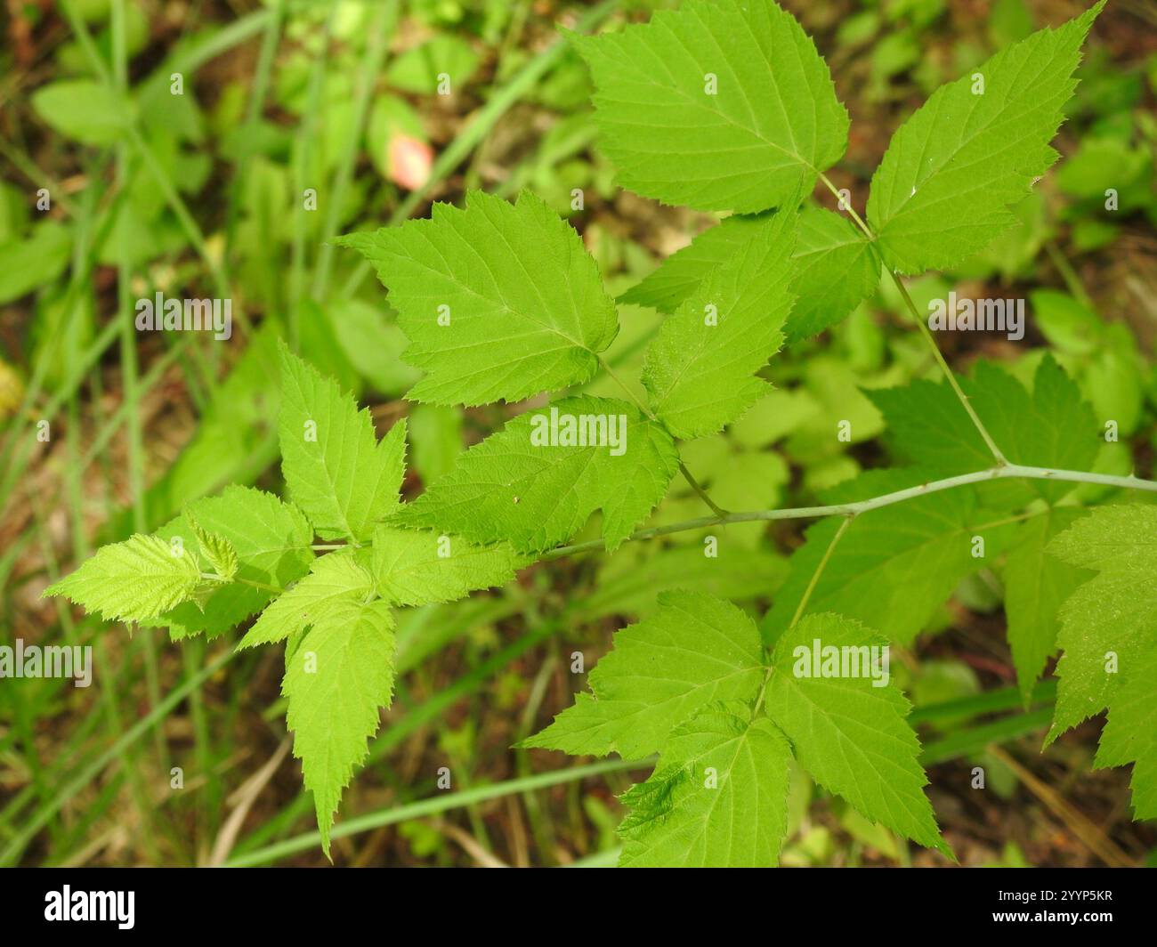 black raspberry (Rubus occidentalis Stock Photo - Alamy