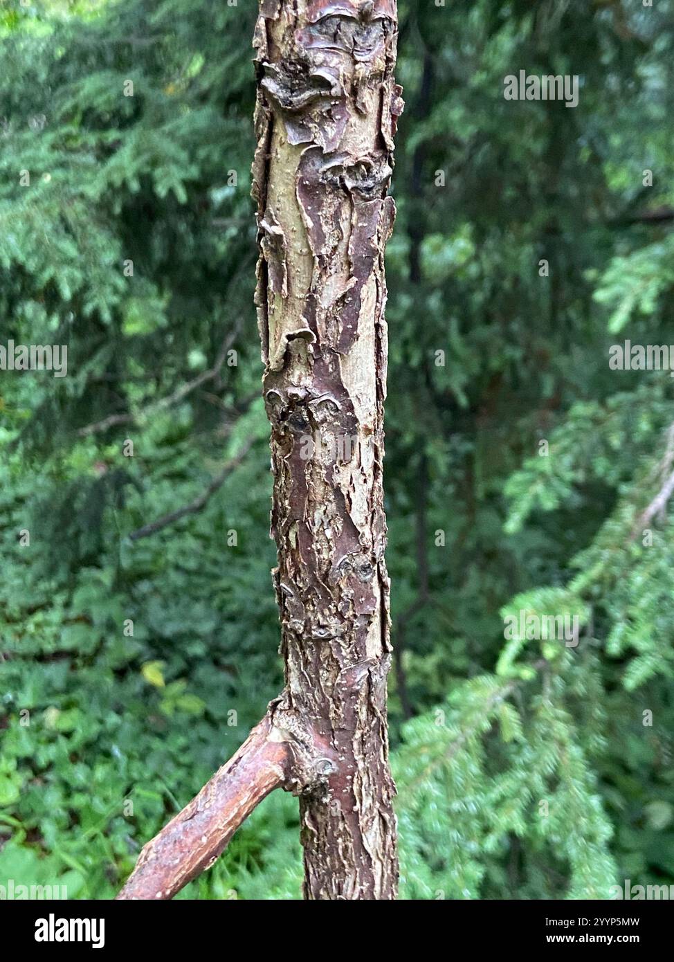 eastern black walnut (Juglans nigra Stock Photo - Alamy