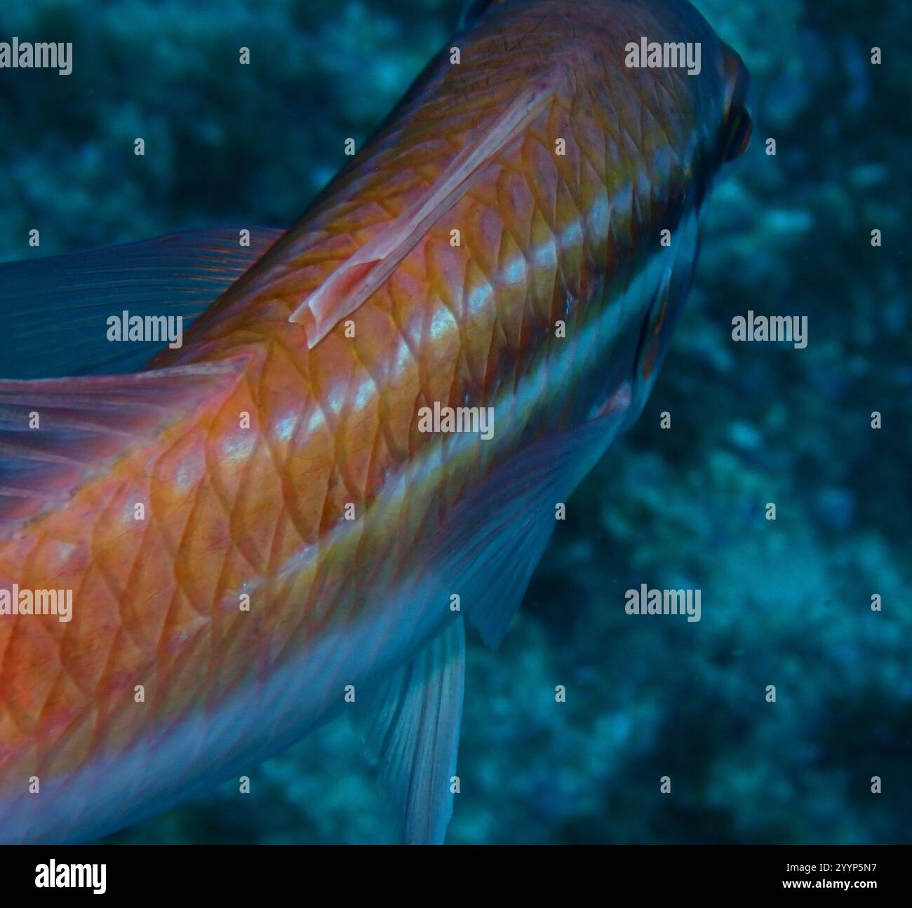 Blacksaddle Goatfish (Parupeneus spilurus Stock Photo - Alamy