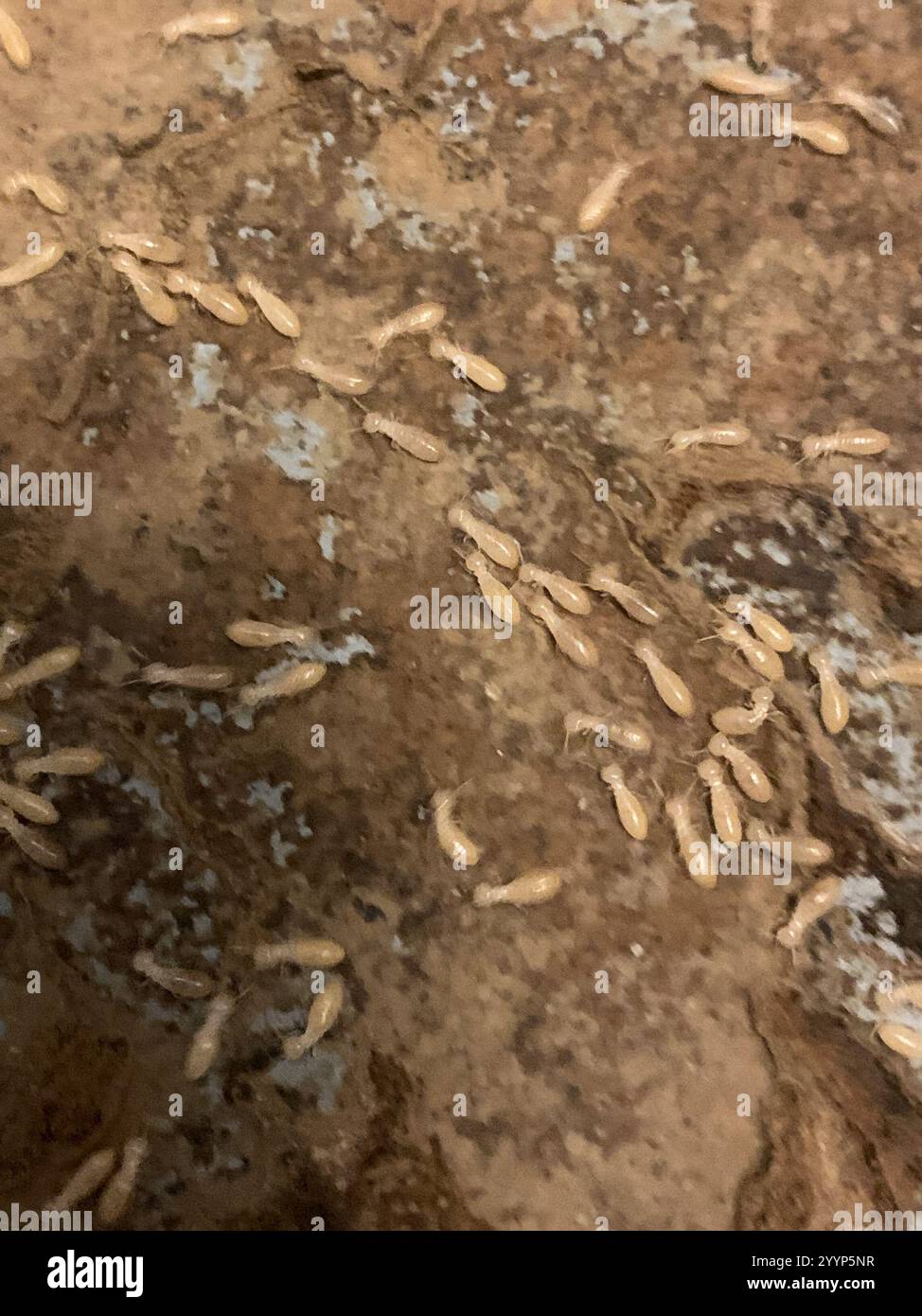 Eastern Subterranean Termite (Reticulitermes flavipes Stock Photo - Alamy