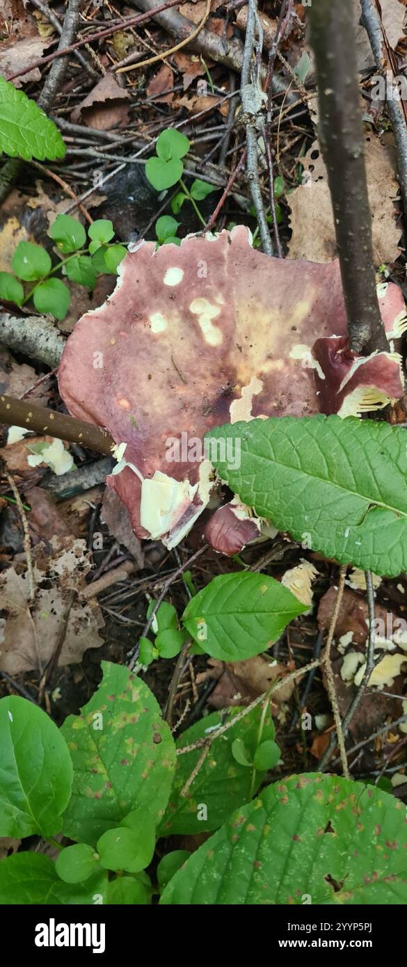 The Flirt (Russula vesca Stock Photo - Alamy