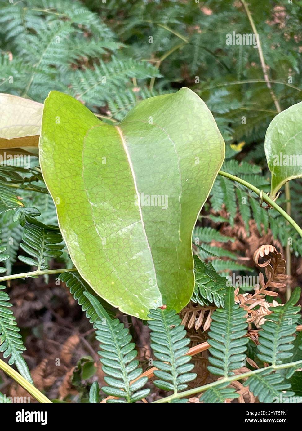 Austral Sarsaparilla (Smilax australis Stock Photo - Alamy