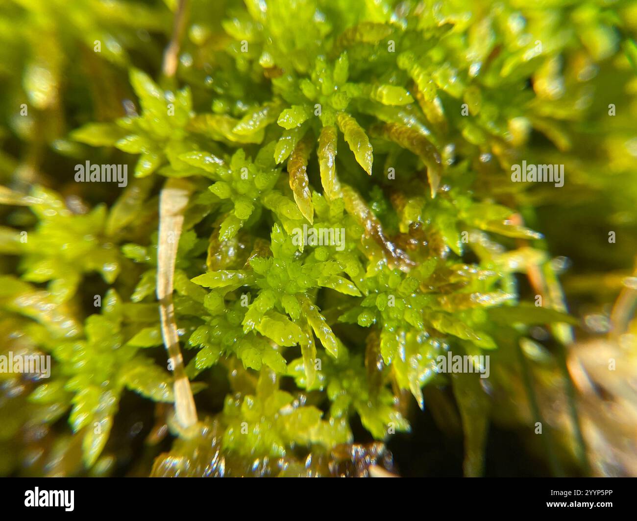 Sphagnum mosses (Sphagnum Stock Photo - Alamy