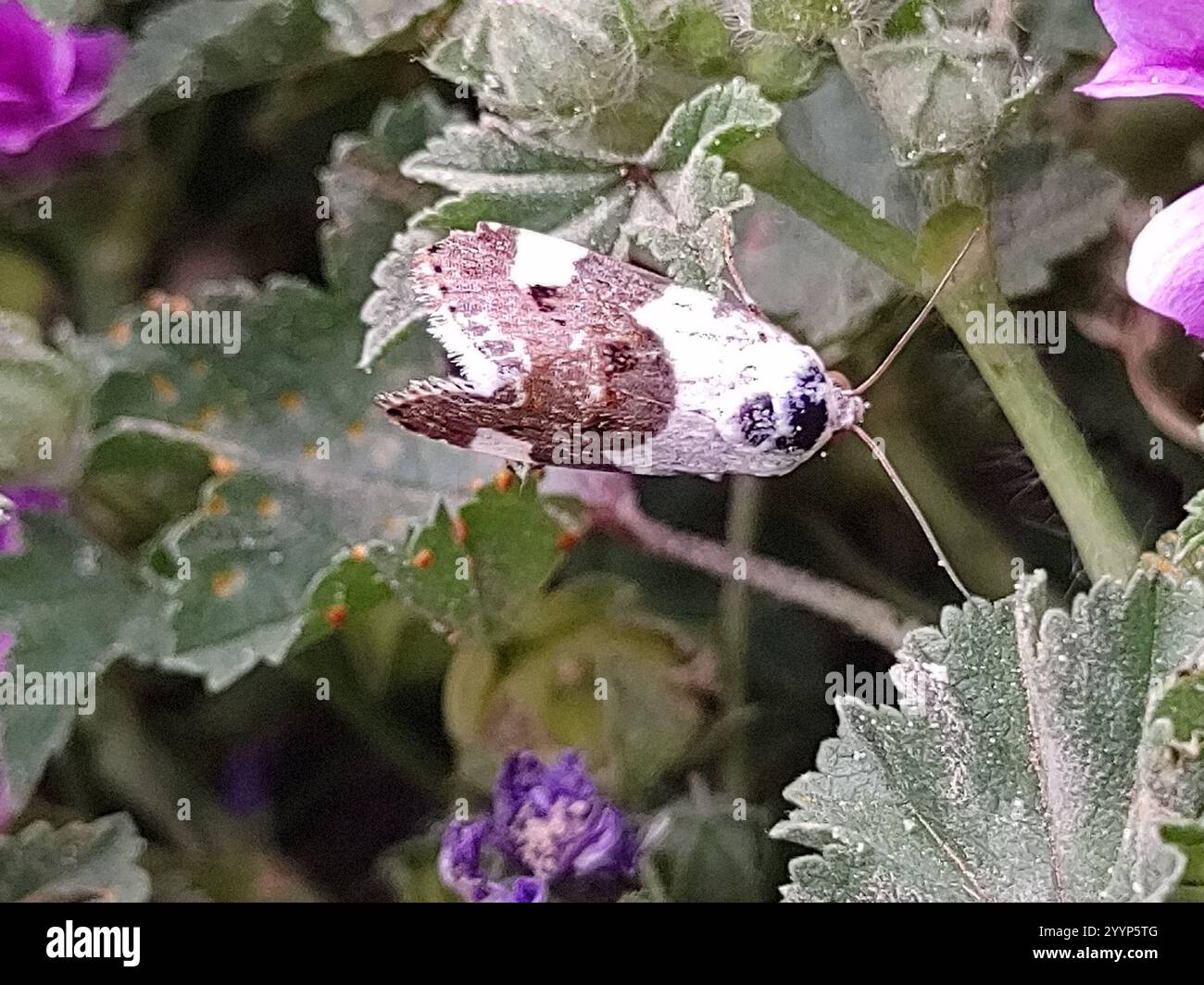 Pale Shoulder (Acontia lucida Stock Photo - Alamy