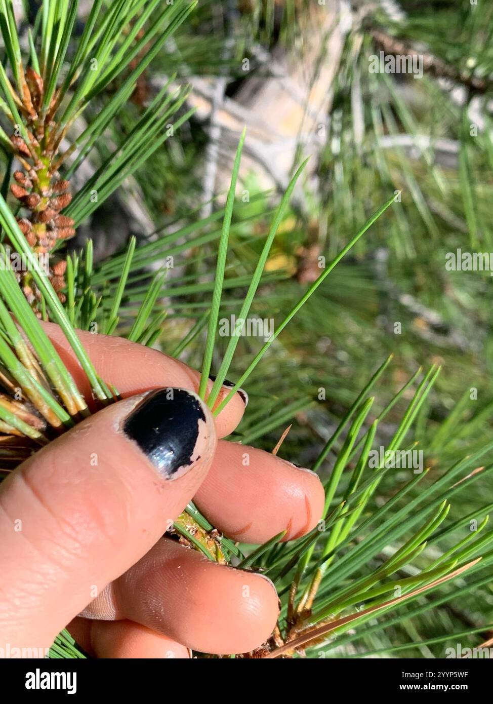 knobcone pine (Pinus attenuata Stock Photo - Alamy