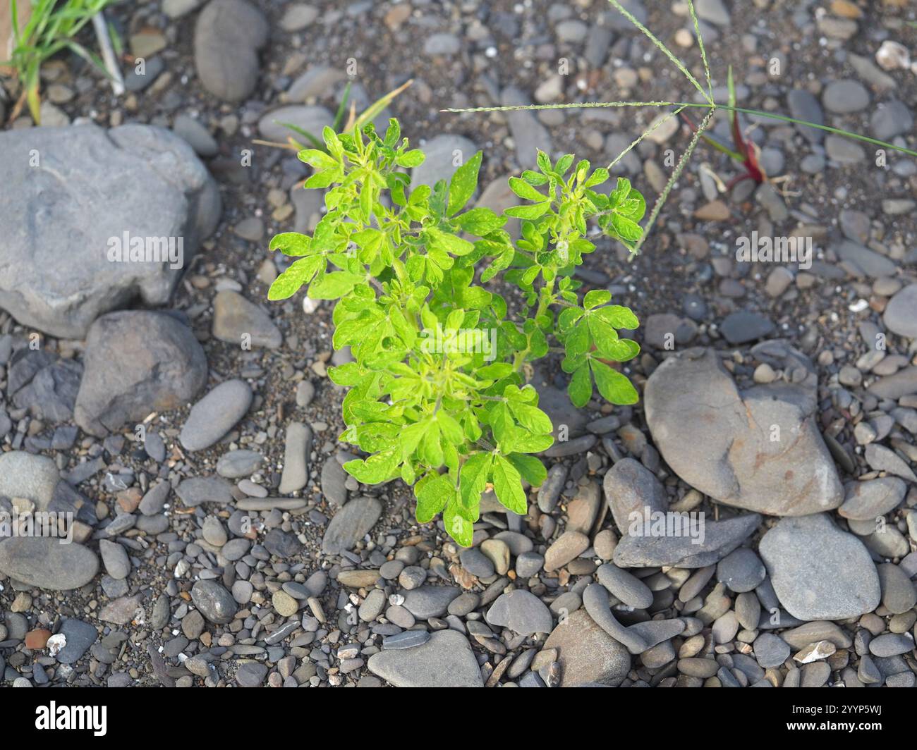 Asian spiderflower (Cleome viscosa Stock Photo - Alamy