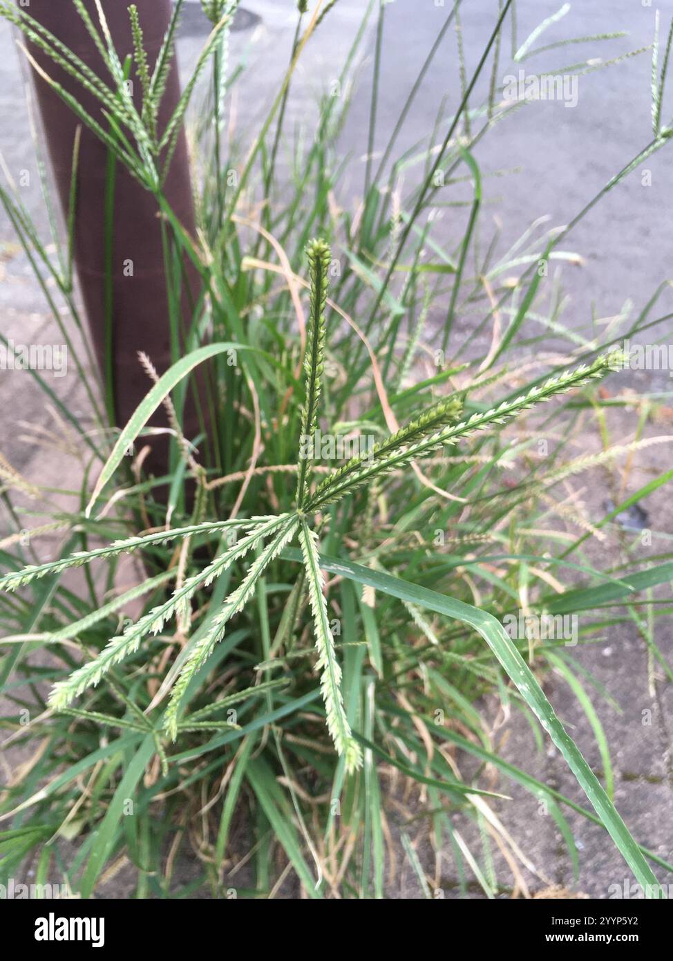 Goose Grass (Eleusine indica Stock Photo - Alamy