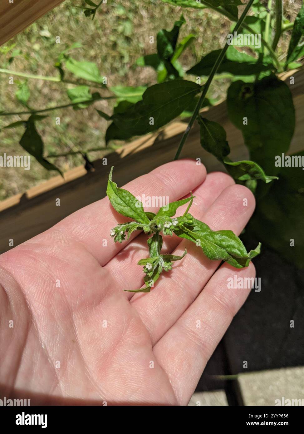 virginia stickseed (Hackelia virginiana Stock Photo - Alamy