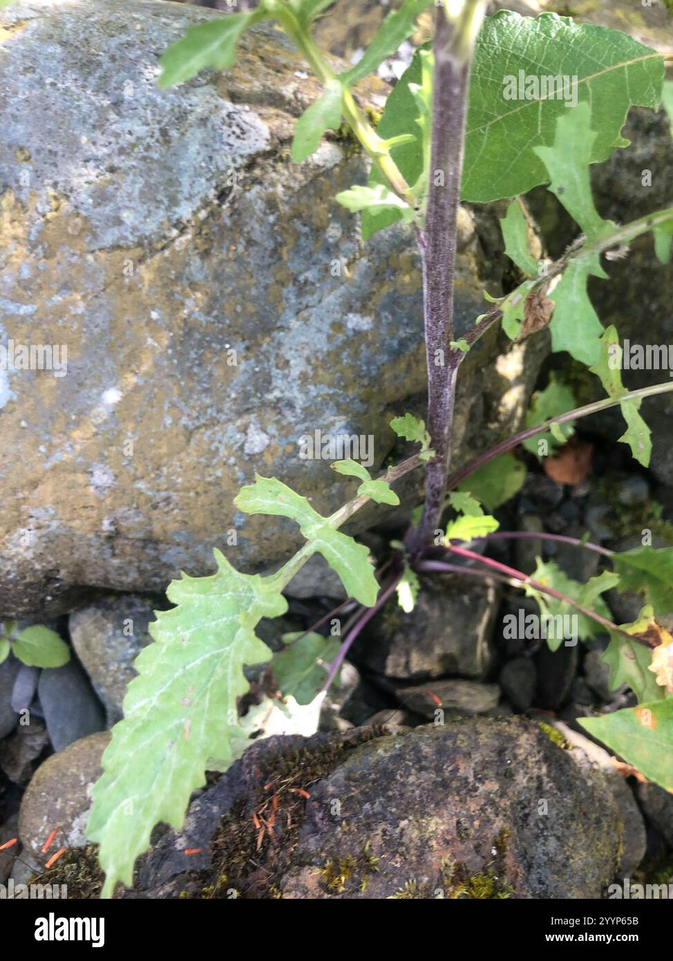 Hoary Ragwort (Jacobaea erucifolia Stock Photo - Alamy