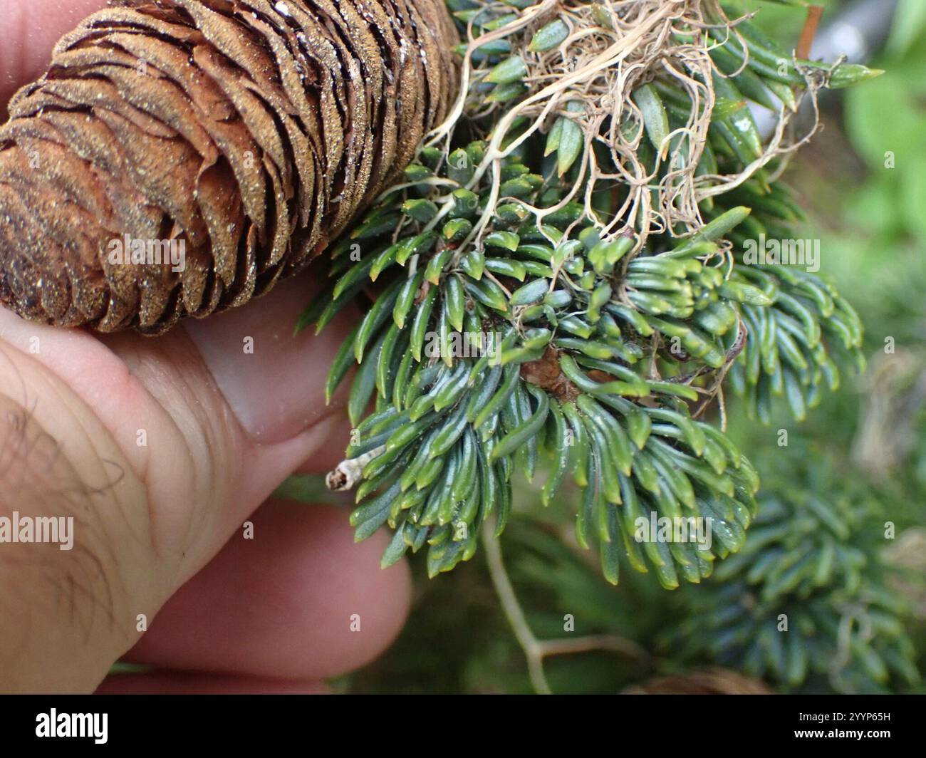 subalpine fir (Abies lasiocarpa Stock Photo - Alamy