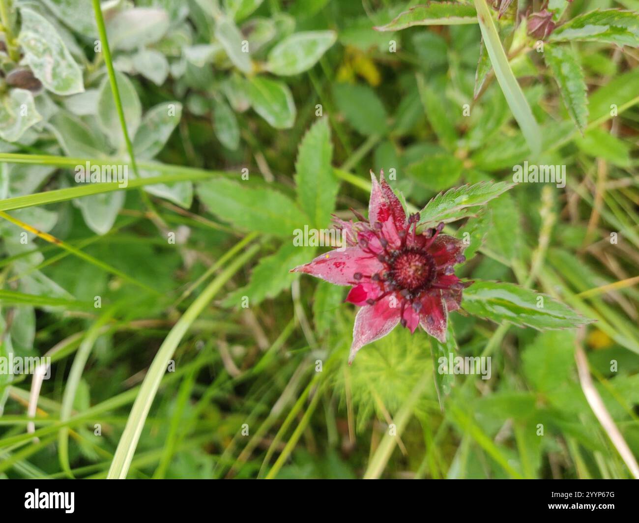 marsh cinquefoil (Comarum palustre Stock Photo - Alamy