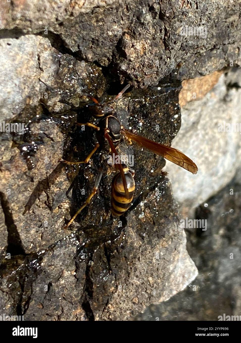 Western Paper Wasp (Mischocyttarus flavitarsis Stock Photo - Alamy