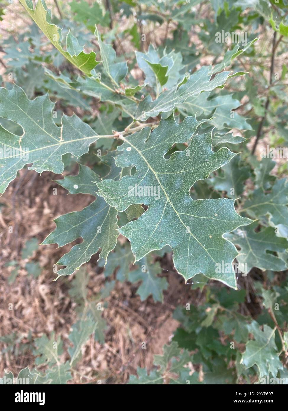 California black oak (Quercus kelloggii Stock Photo - Alamy