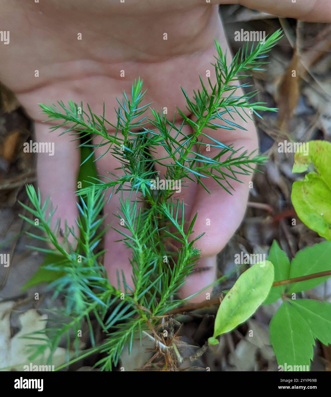 eastern redcedar (Juniperus virginiana Stock Photo - Alamy