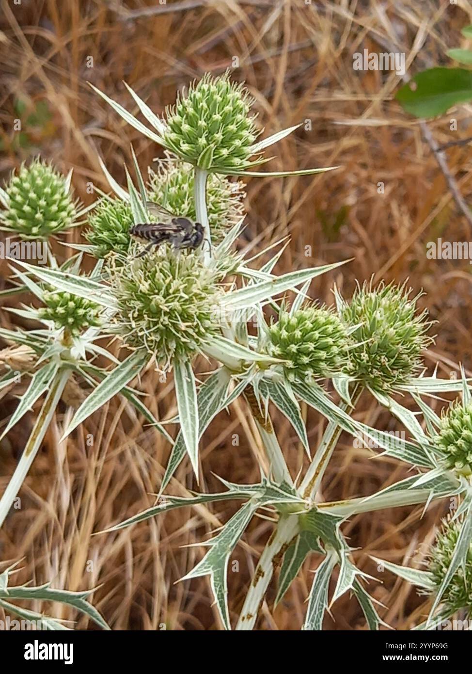 Alfalfa leafcutter bee megachile rotundata hi-res stock photography and ...