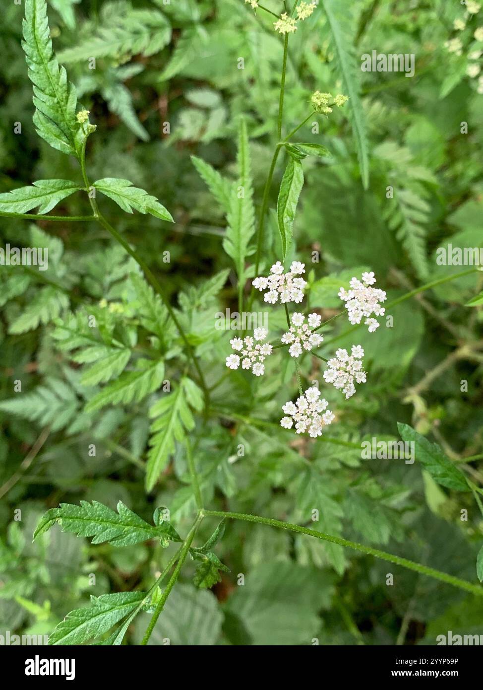 upright hedge-parsley (Torilis japonica Stock Photo - Alamy